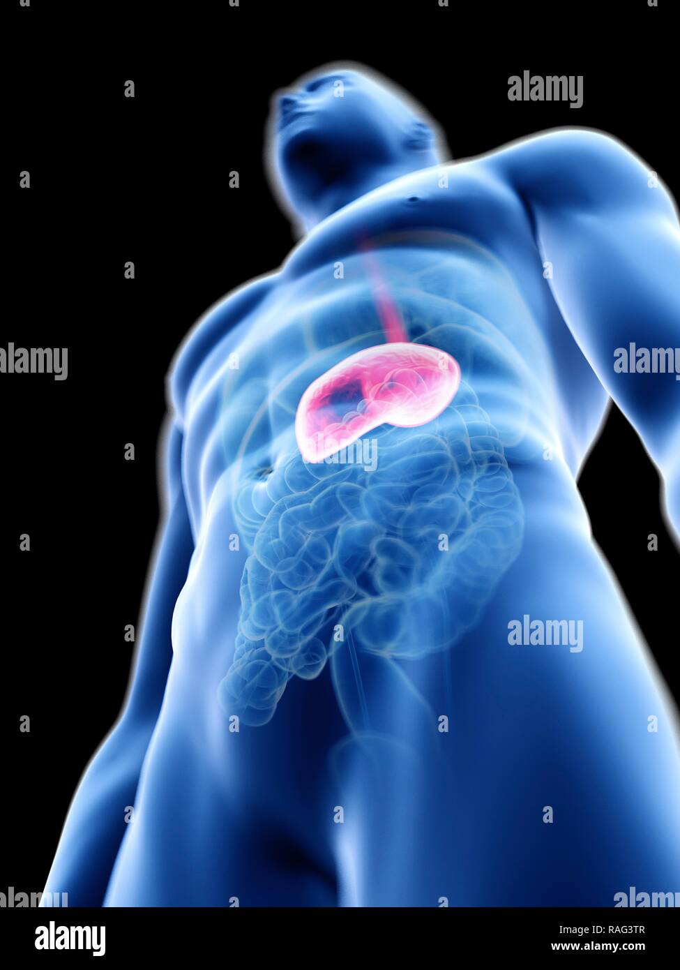 Illustration of a man's stomach Stock Photo - Alamy