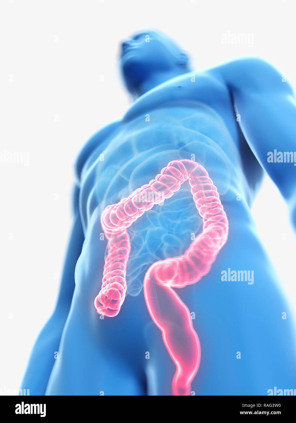 Illustration of a man's colon Stock Photo - Alamy