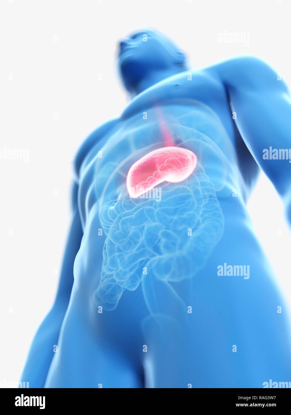 Illustration of a man's stomach Stock Photo - Alamy