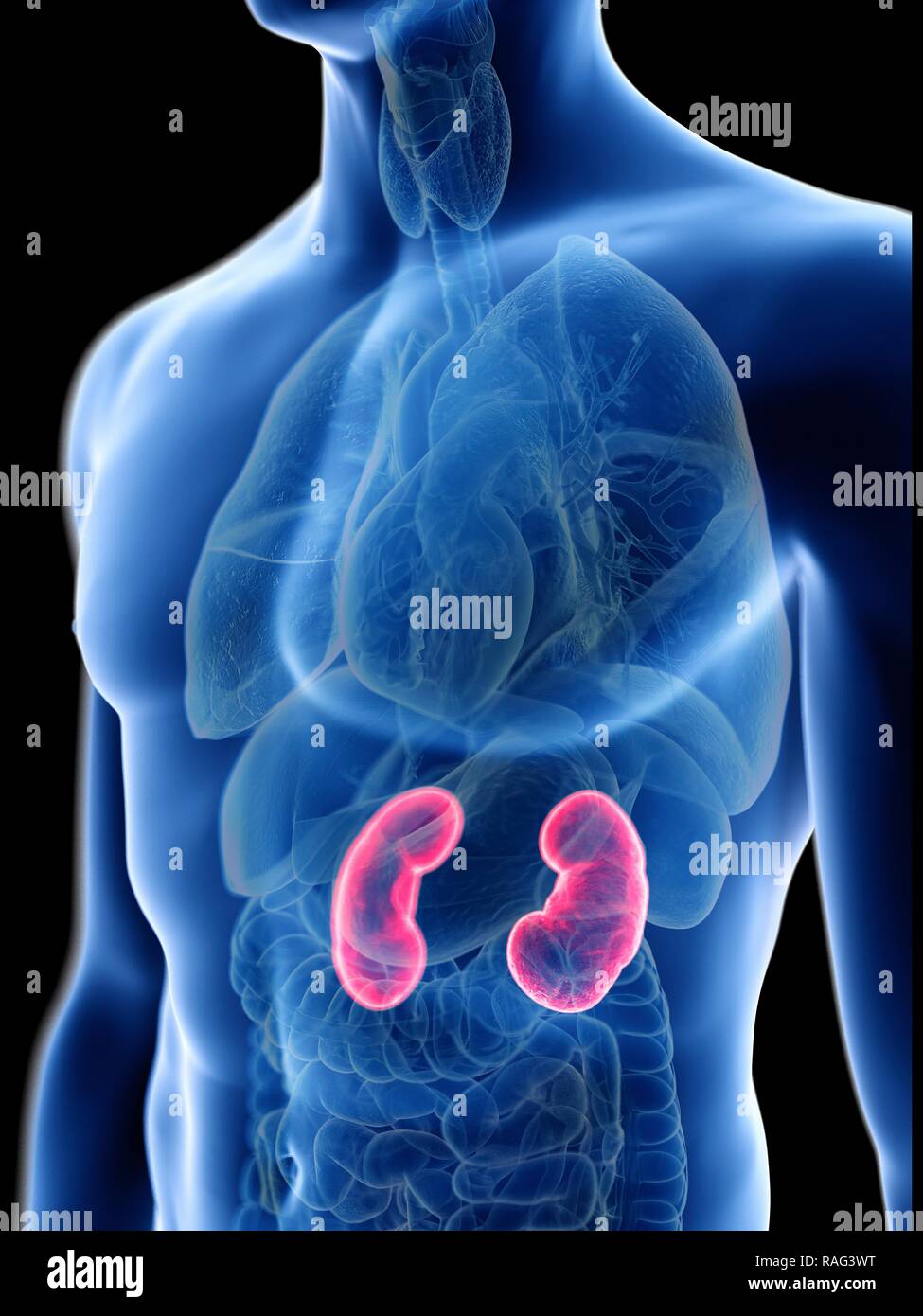 Illustration of a man's kidneys Stock Photo - Alamy