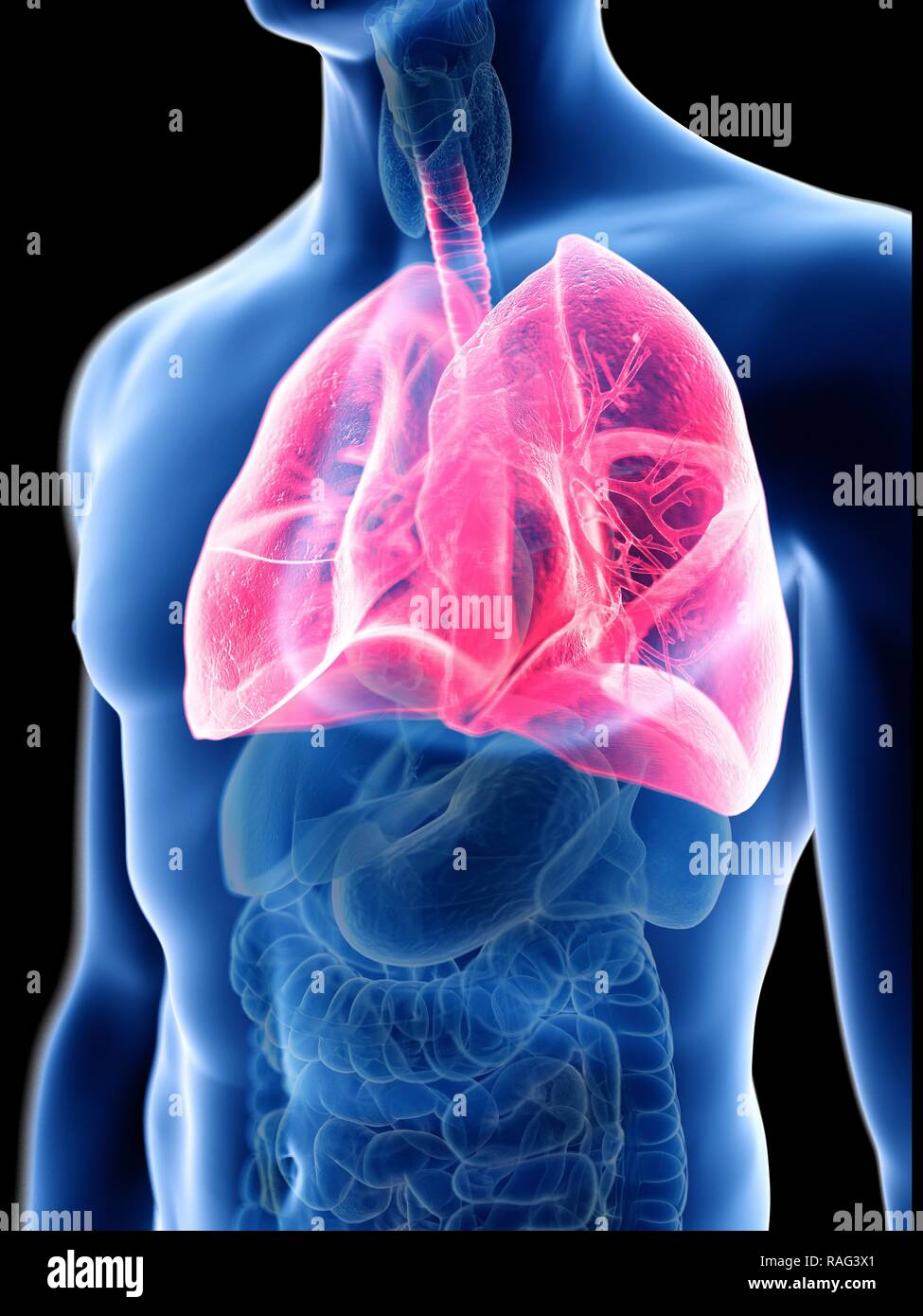 Illustration of a man's lung Stock Photo - Alamy