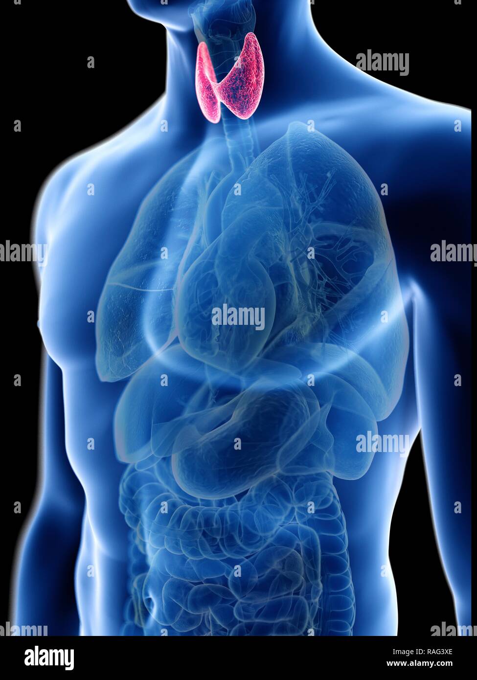 Illustration of a man's thyroid gland Stock Photo - Alamy