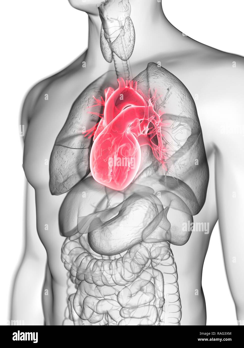 Illustration of a man's heart Stock Photo - Alamy