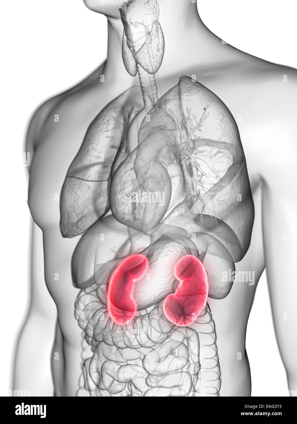 Illustration of a man's kidneys Stock Photo - Alamy