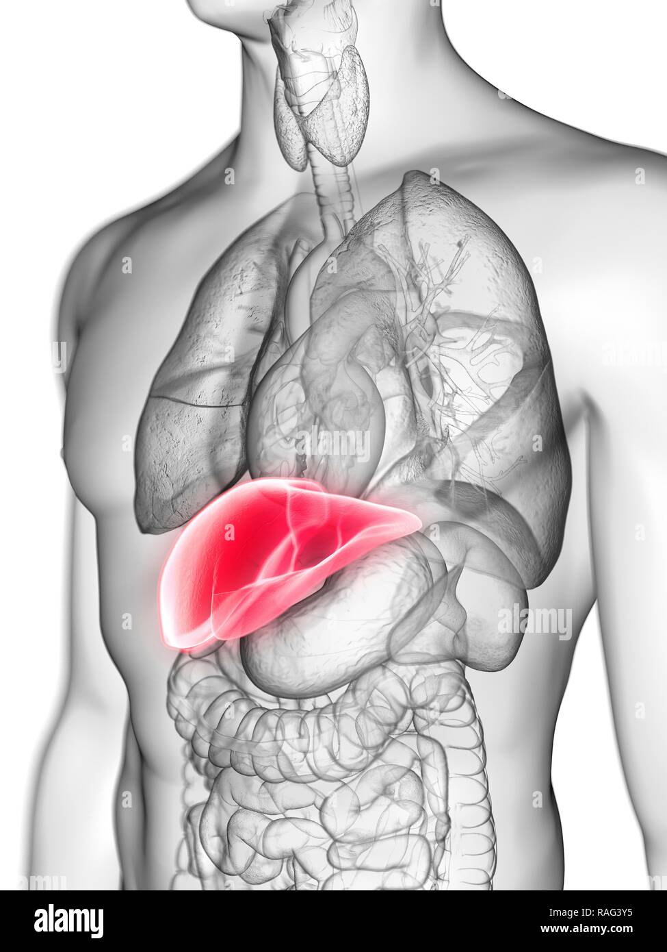 Illustration of a man's liver Stock Photo - Alamy