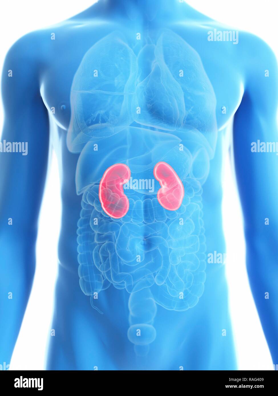 Illustration of a man's kidneys Stock Photo - Alamy