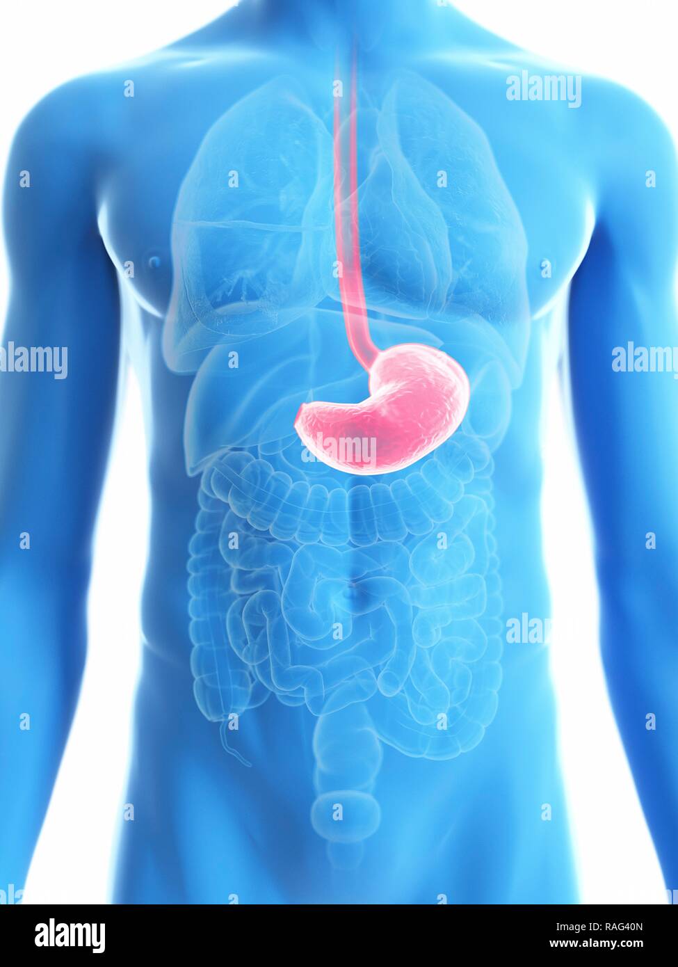 Illustration of a man's stomach Stock Photo - Alamy