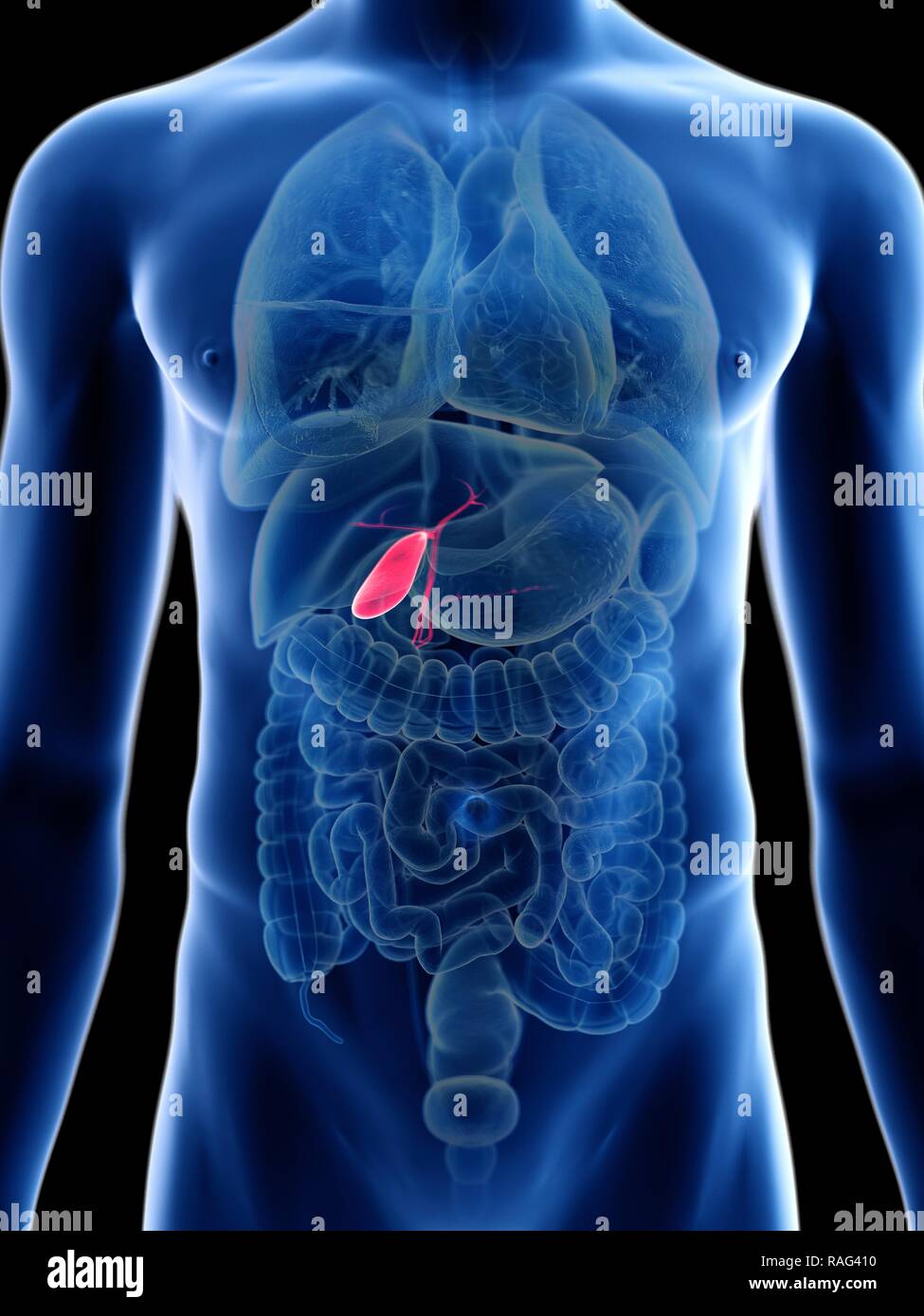 Illustration of a man's gallbladder Stock Photo - Alamy