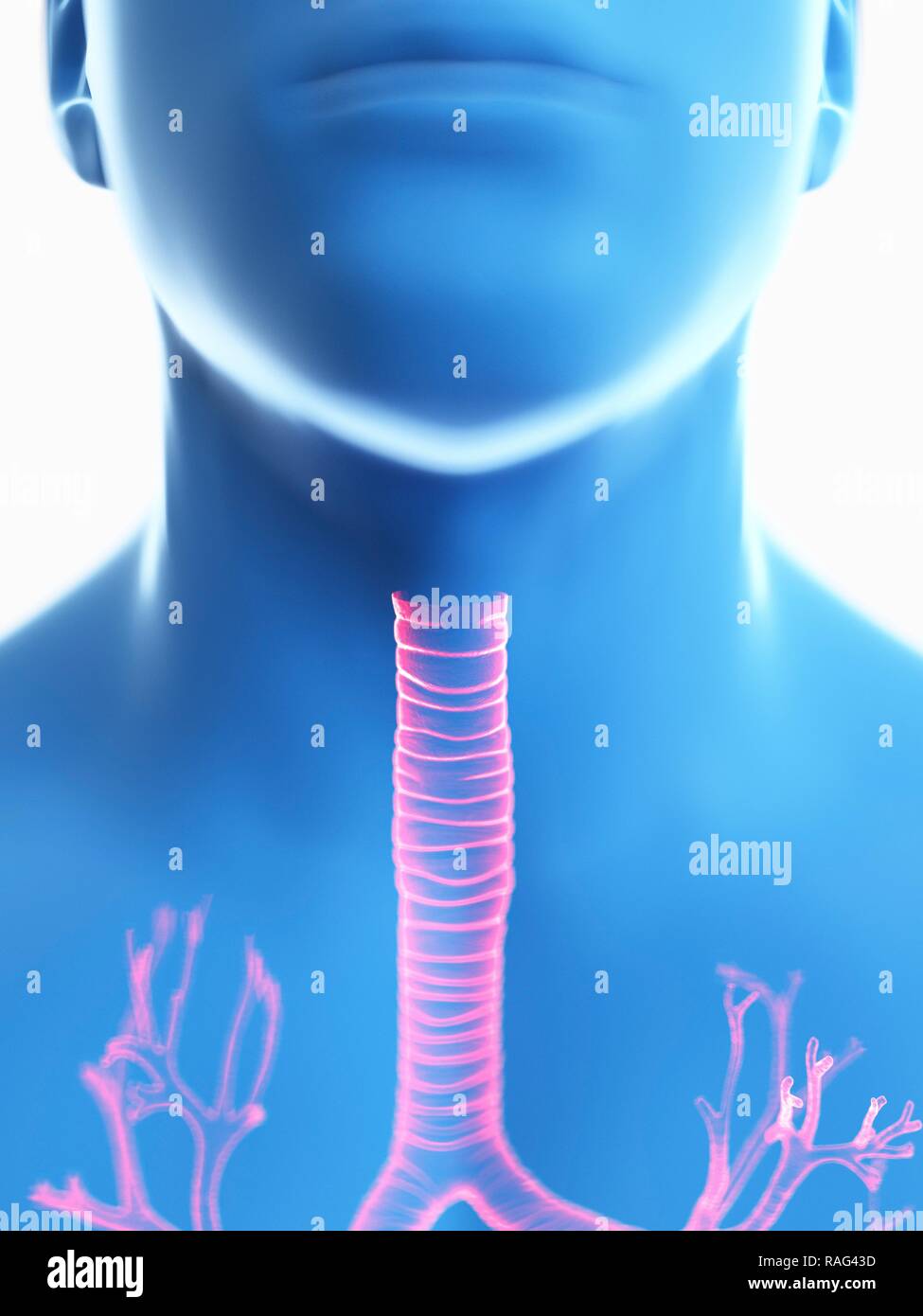 Illustration of a man's trachea Stock Photo - Alamy