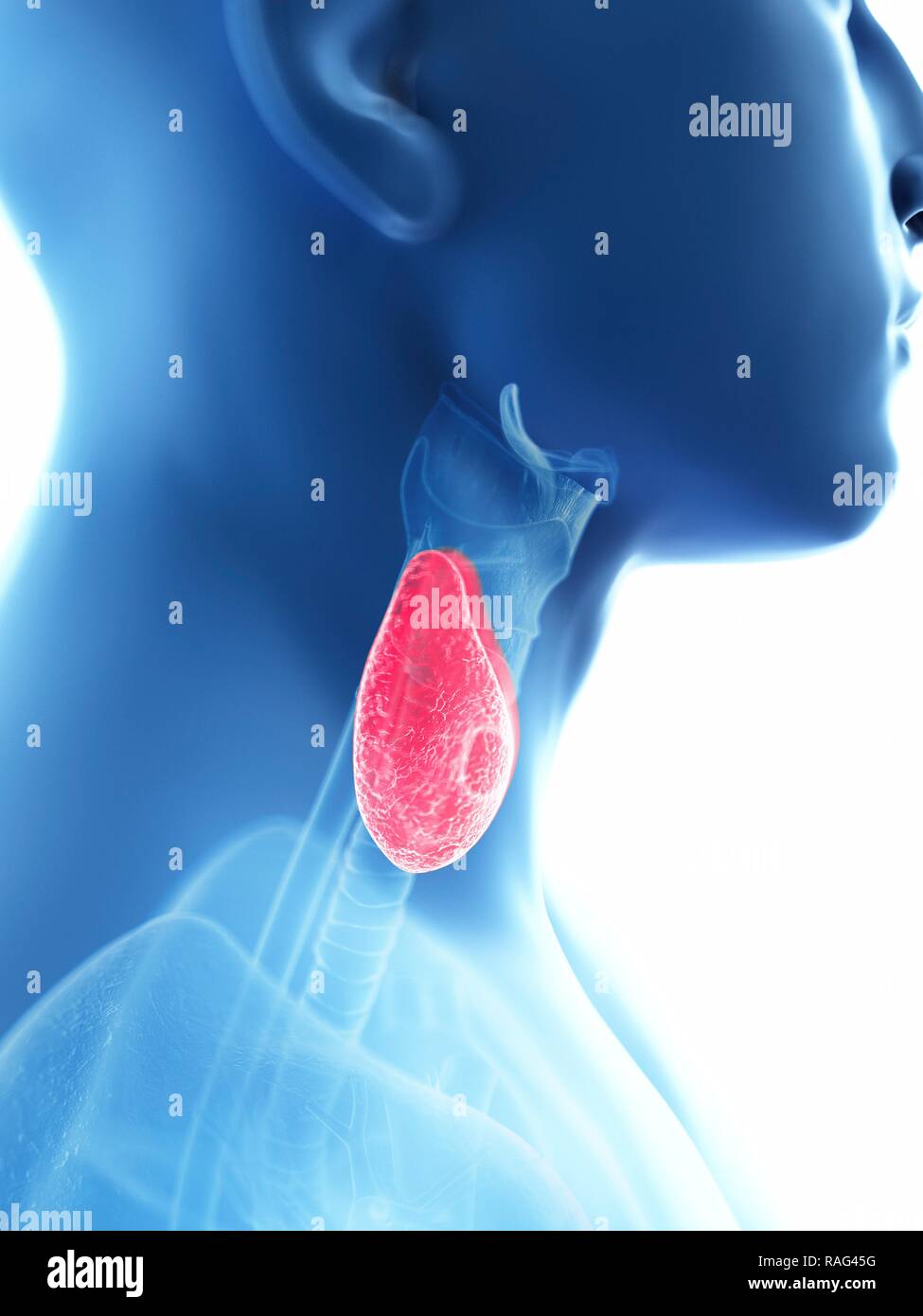 Illustration of a man's thyroid Stock Photo - Alamy