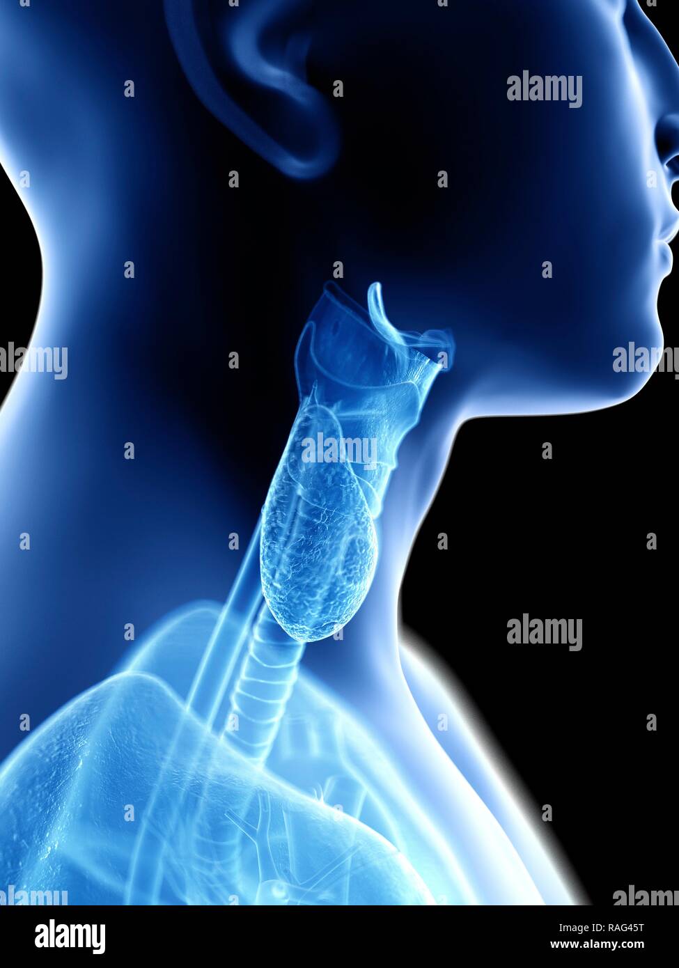Illustration of a man's throat anatomy Stock Photo - Alamy