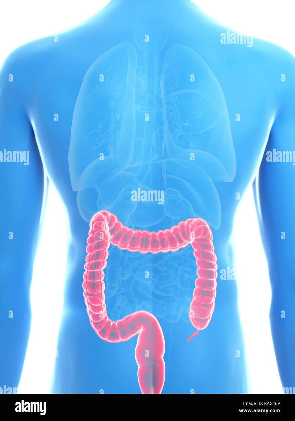Illustration of a man's colon Stock Photo - Alamy
