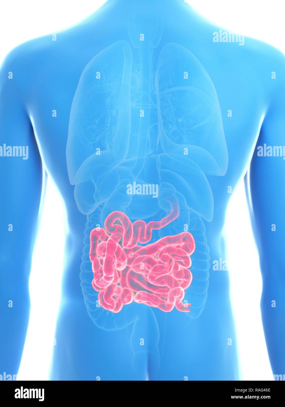 Illustration of a man's small intestine Stock Photo - Alamy