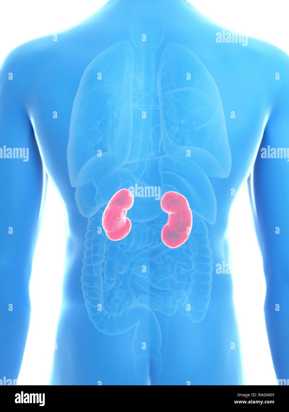 Illustration of a man's kidneys Stock Photo - Alamy