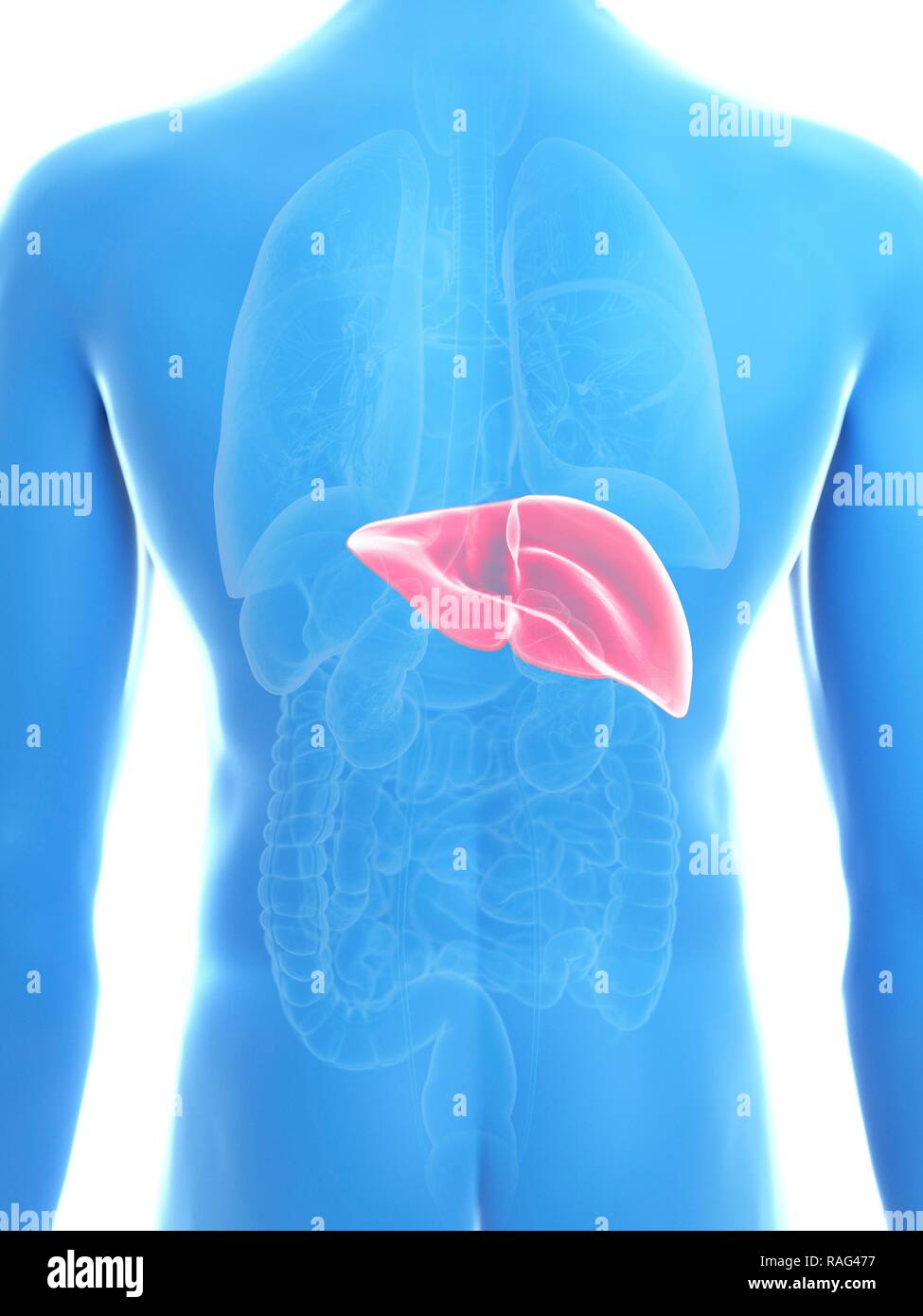 Illustration of a man's liver Stock Photo - Alamy