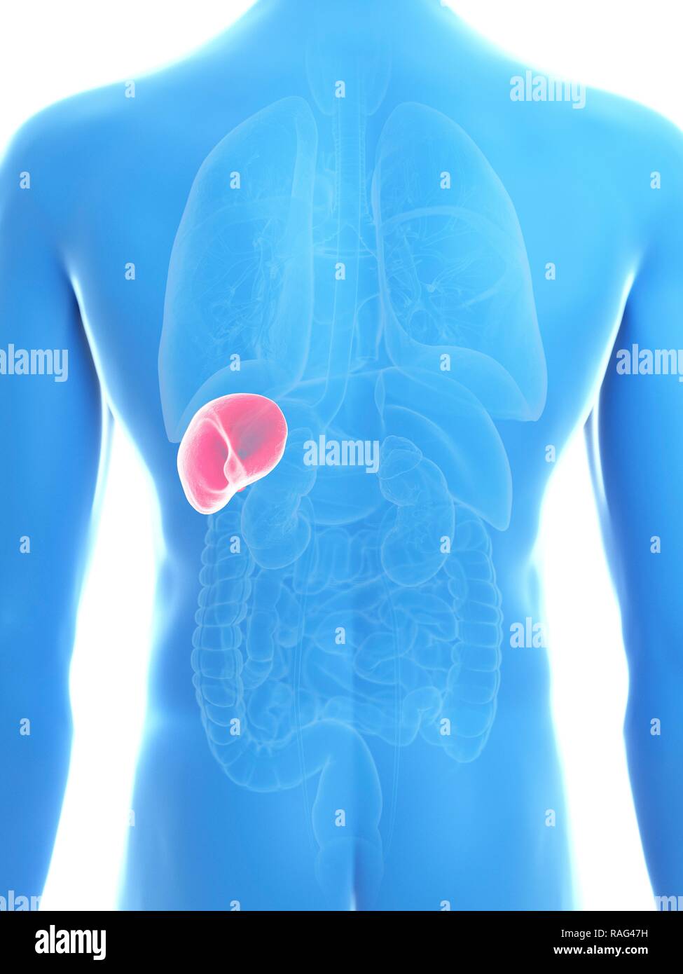 Illustration of a man's spleen Stock Photo - Alamy