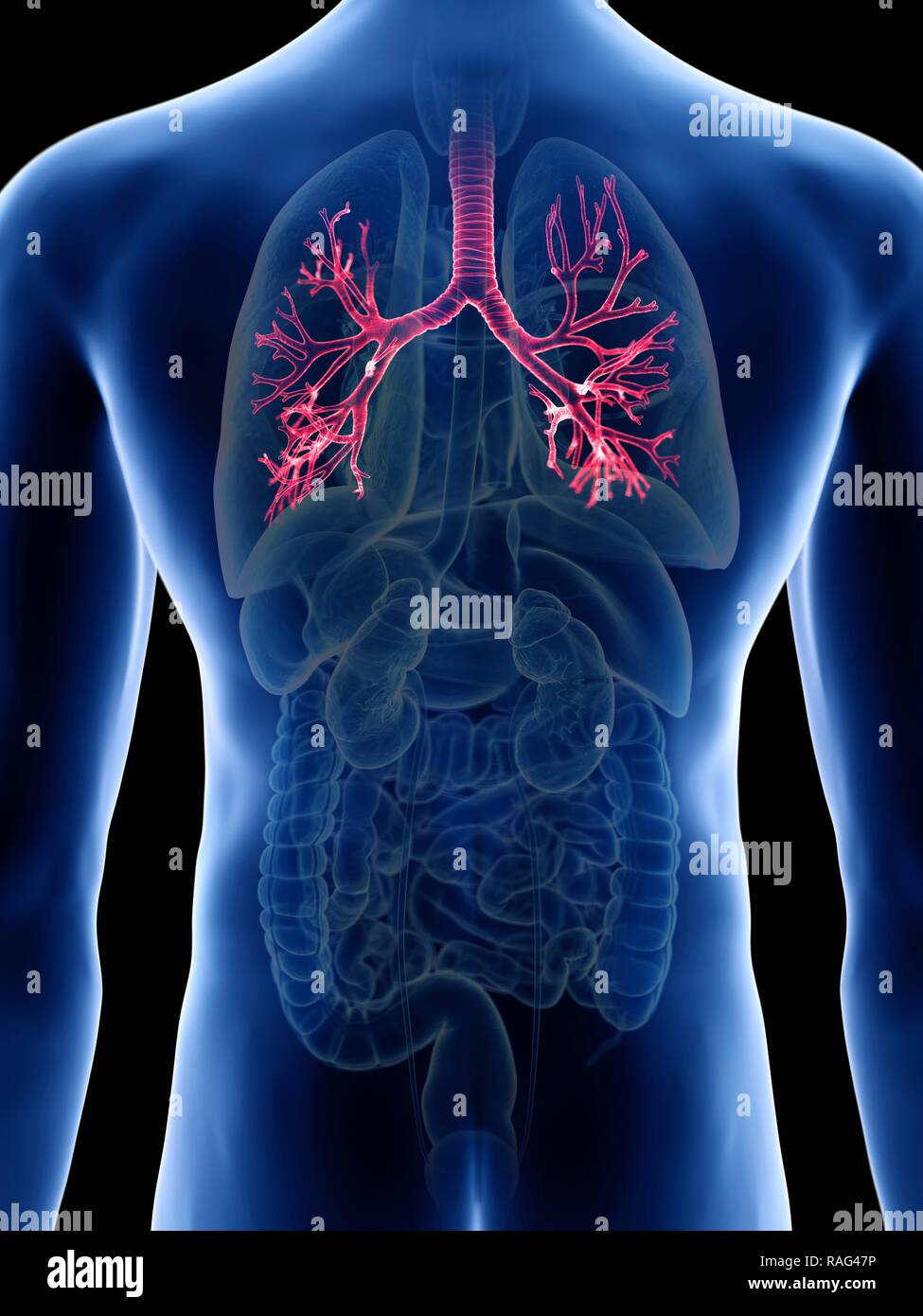 Illustration of a man's bronchi Stock Photo - Alamy