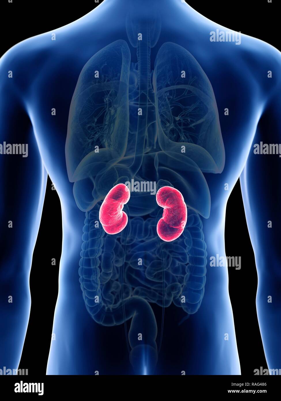 Illustration of a man's kidneys Stock Photo - Alamy