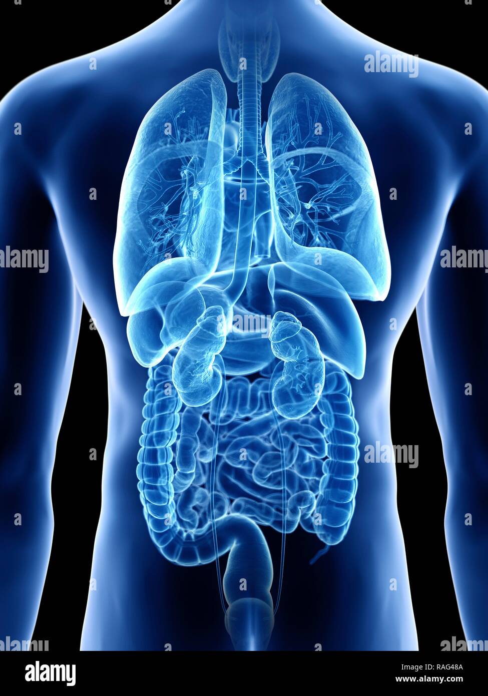 Illustration of a man's organs Stock Photo - Alamy
