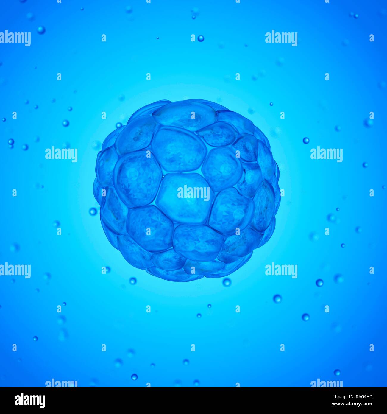 Illustration of a blastocyst Stock Photo - Alamy