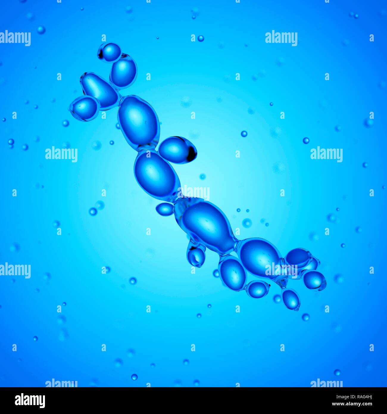 Illustration of candida albicans yeast Stock Photo - Alamy