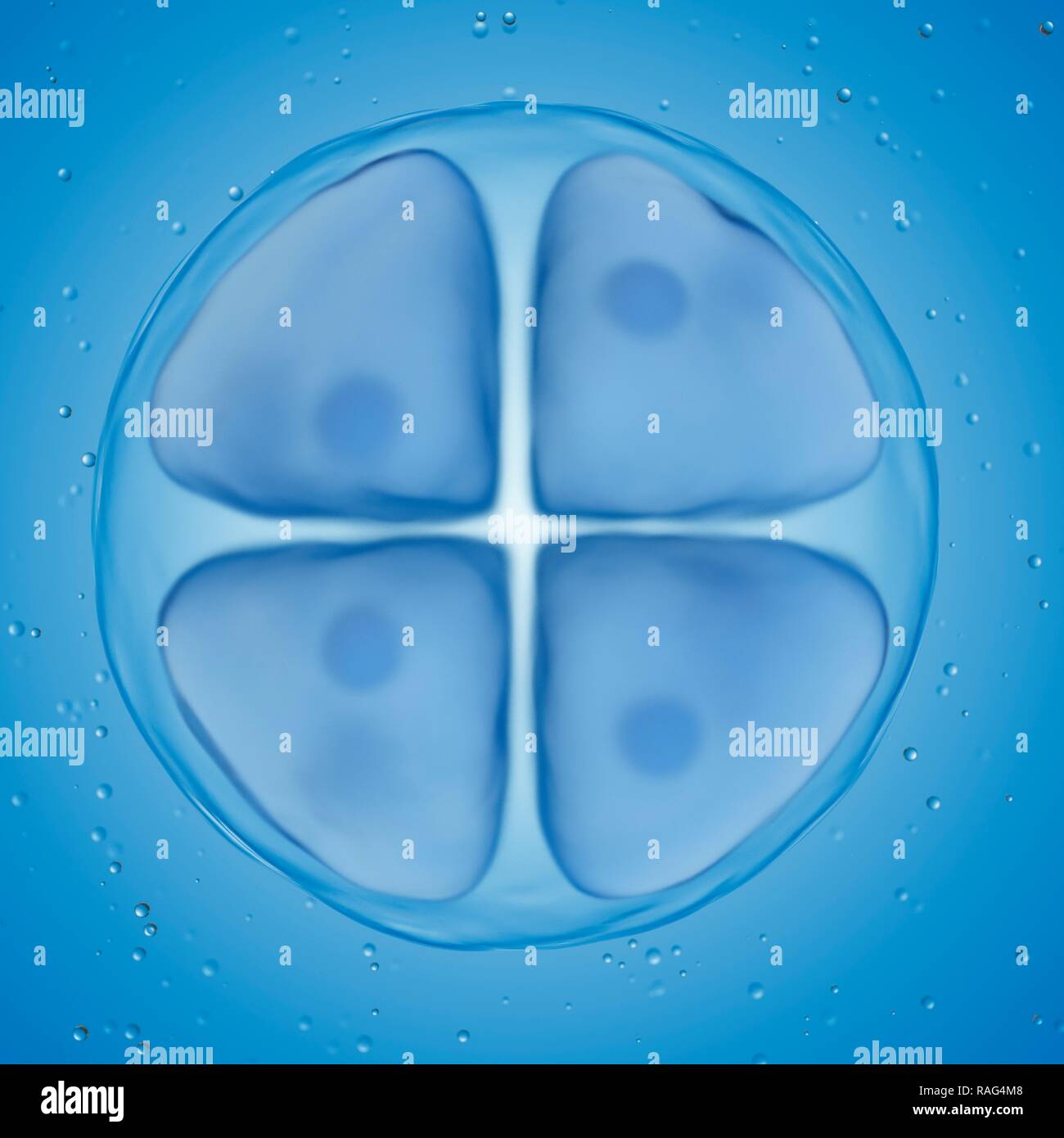 Illustration of a 4 cell egg Stock Photo - Alamy