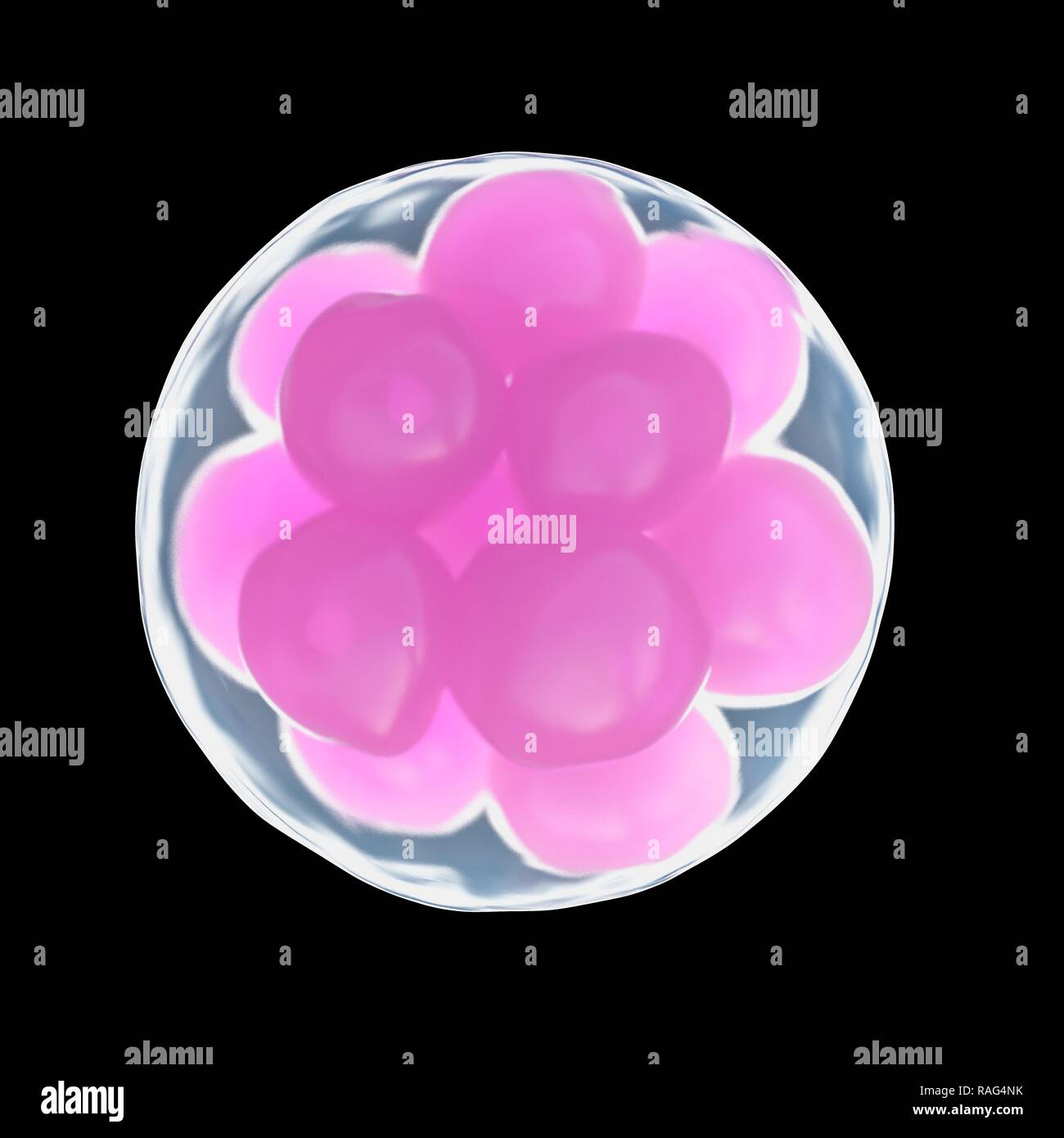 Morula hi-res stock photography and images - Alamy