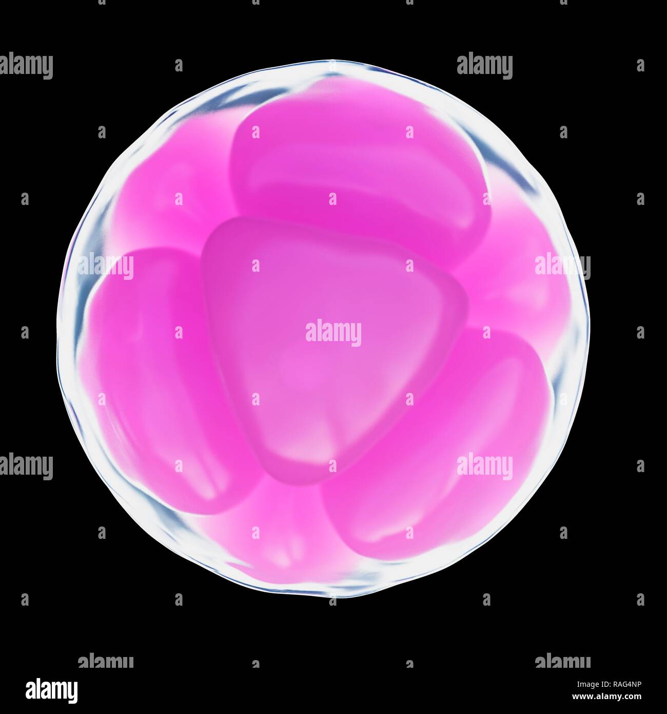 Illustration of a 8 cell egg Stock Photo - Alamy