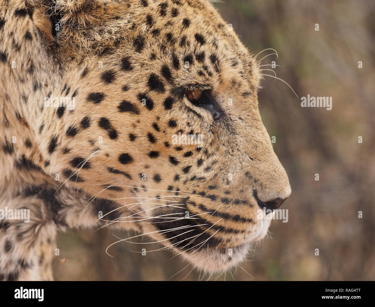 Leopard face teeth isolated hi-res stock photography and images - Alamy