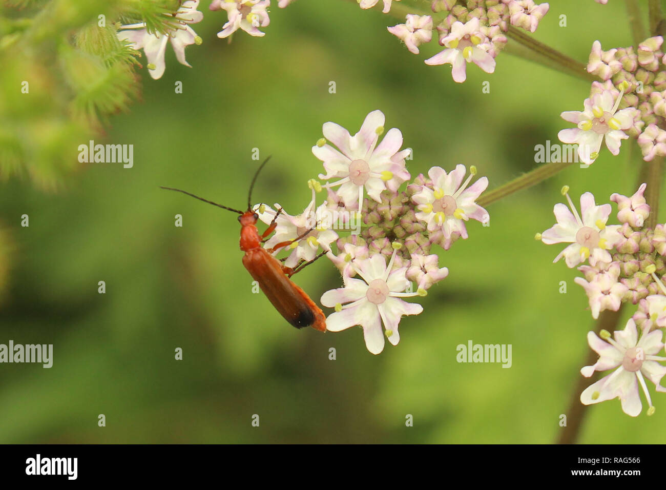 Bugs on countryside walks hi-res stock photography and images - Alamy