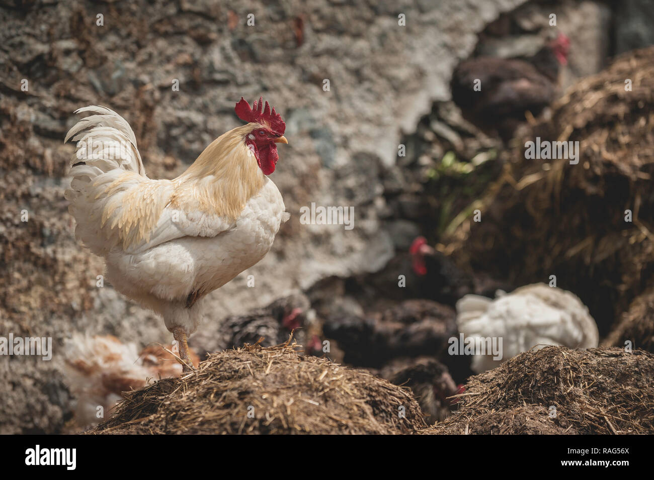 Rooster and hen on a dunghill of an organic farm Stock Photo - Alamy