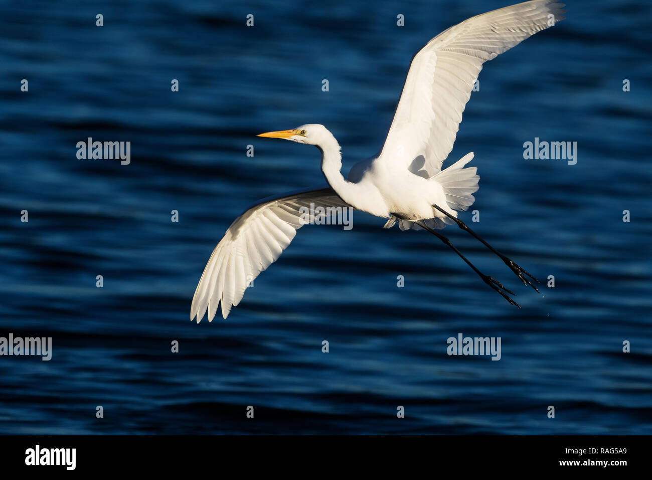 Great egret flight Stock Photo - Alamy