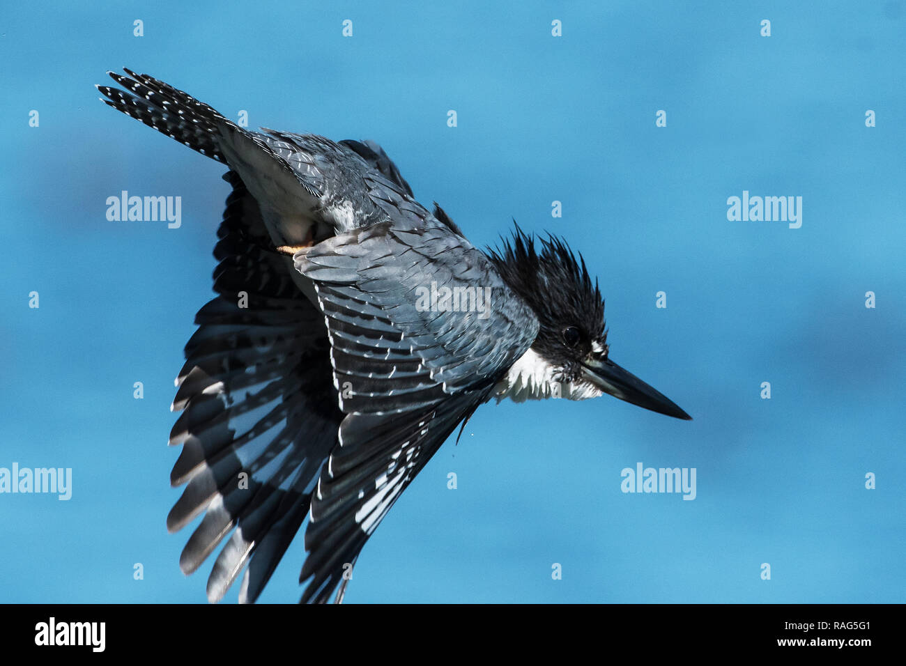 Kingfisher wings hi-res stock photography and images - Alamy