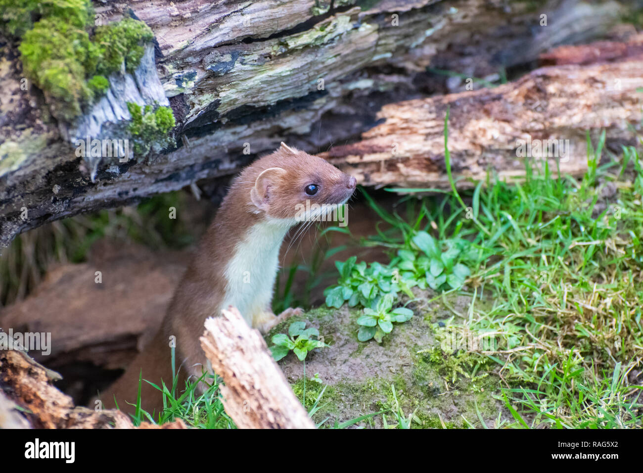 Stoat (Mustela erminea Stock Photo - Alamy