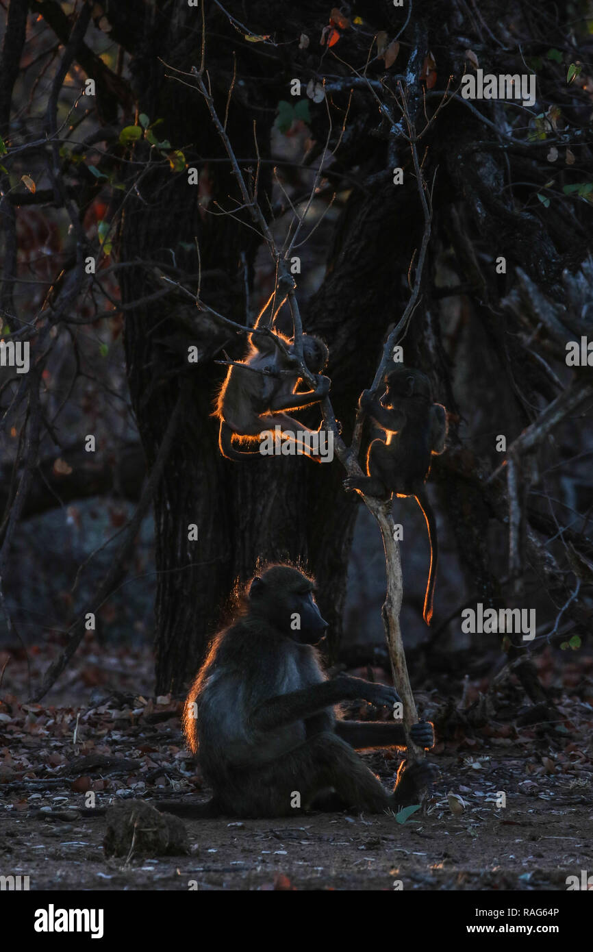 STUNNING PICTURES have captured the moment a grumpy chacma baboon ...
