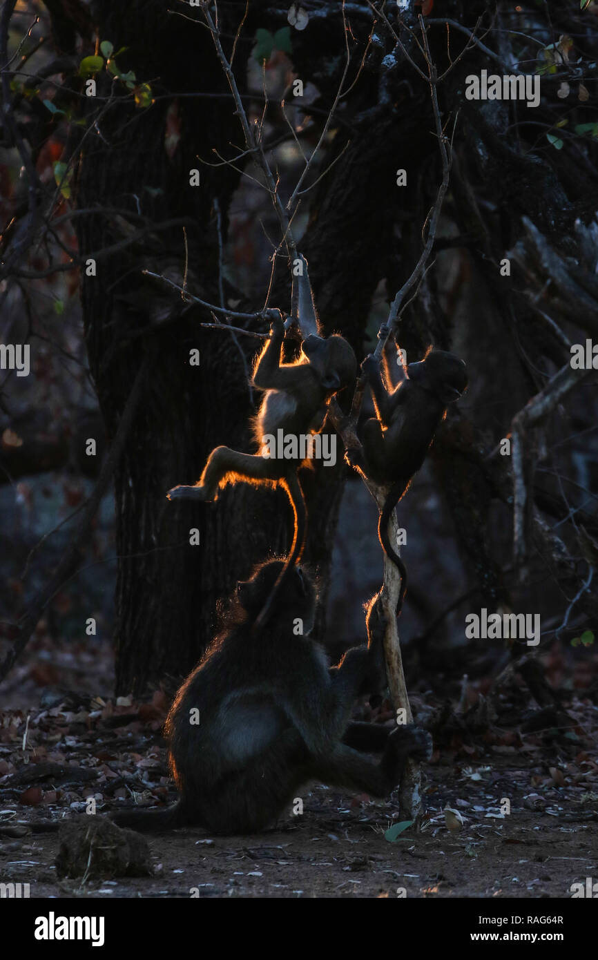 STUNNING PICTURES have captured the moment a grumpy chacma baboon ...