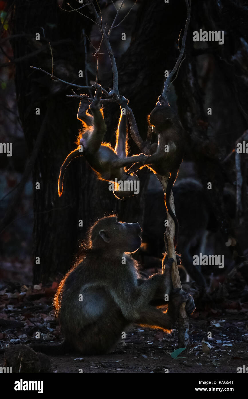 STUNNING PICTURES have captured the moment a grumpy chacma baboon ...