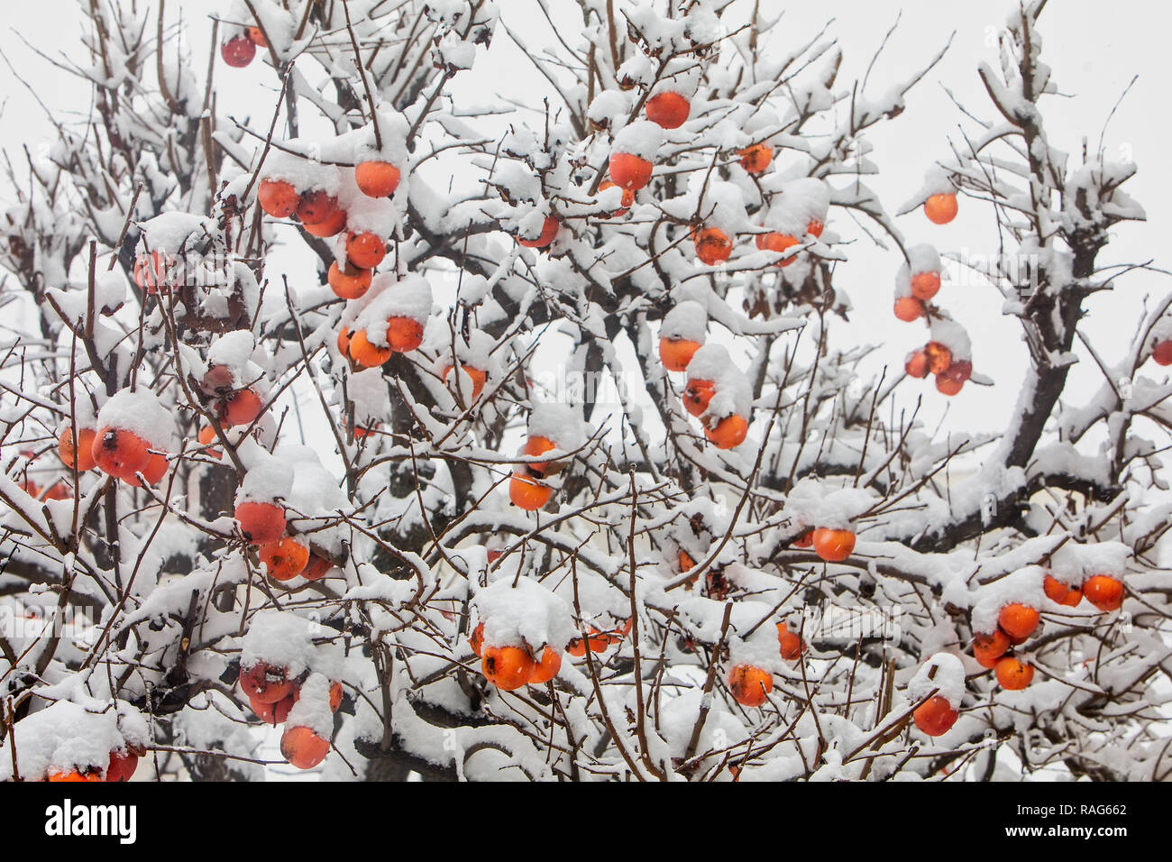 Fruits of Date plum tree or Diospyros lotus with the first snow Stock ...