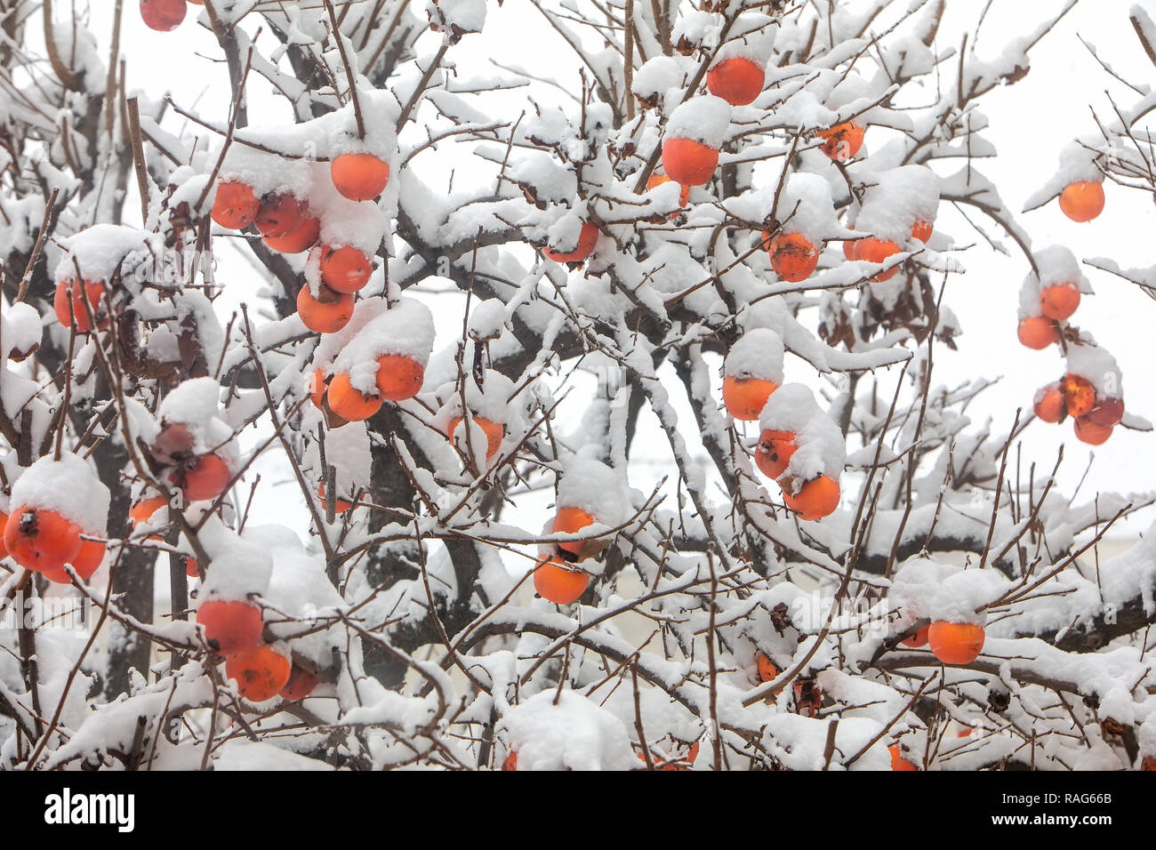 Fruits of Date plum tree or Diospyros lotus with the first snow Stock ...
