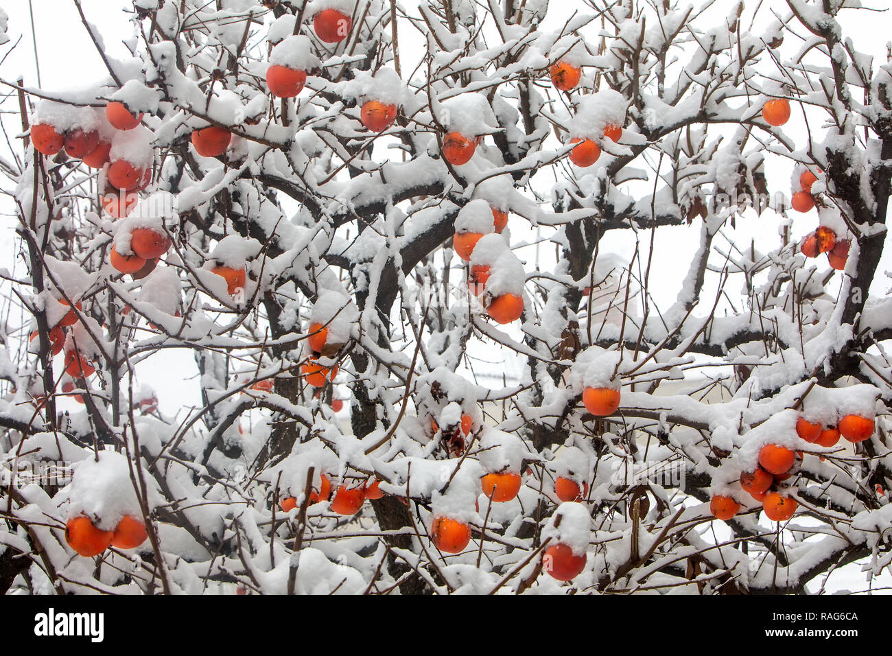 Fruits of Date plum tree or Diospyros lotus with the first snow Stock ...