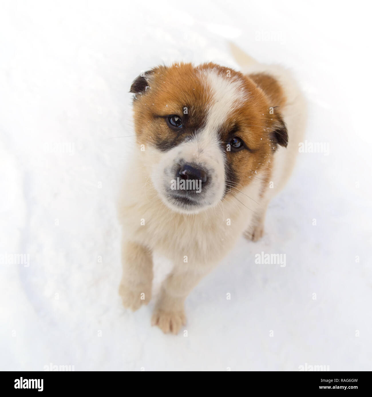 Plaintively hi-res stock photography and images - Alamy