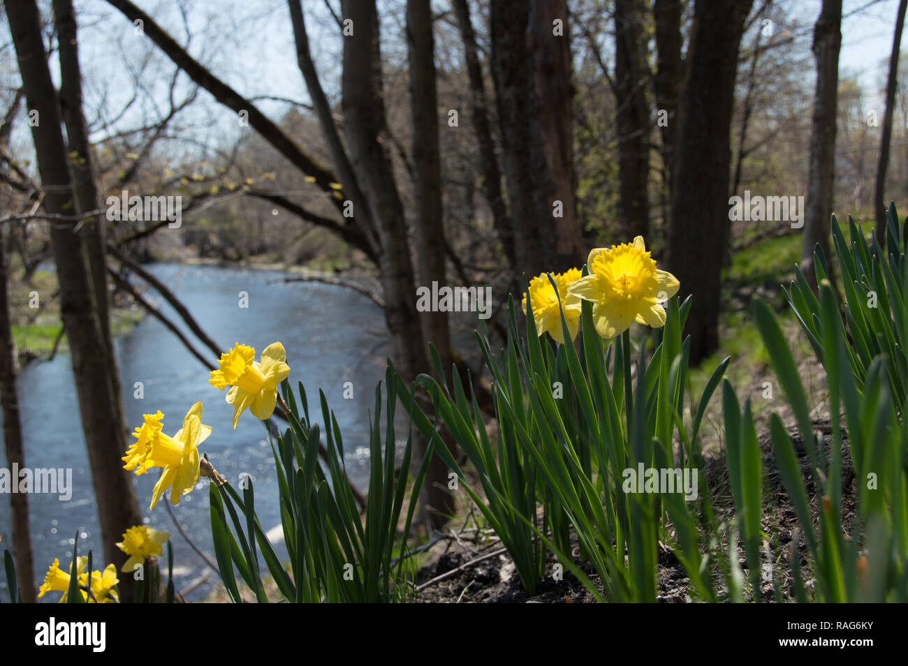 River yellow daffodils hi-res stock photography and images - Alamy