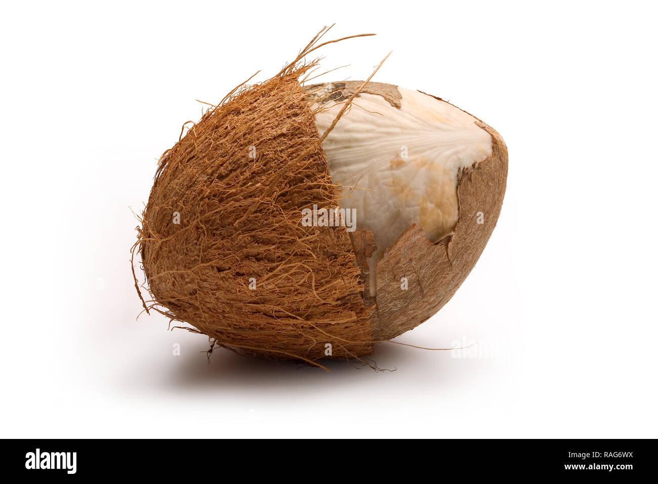 Single whole coconut isolated on white background. Studio shot Stock ...