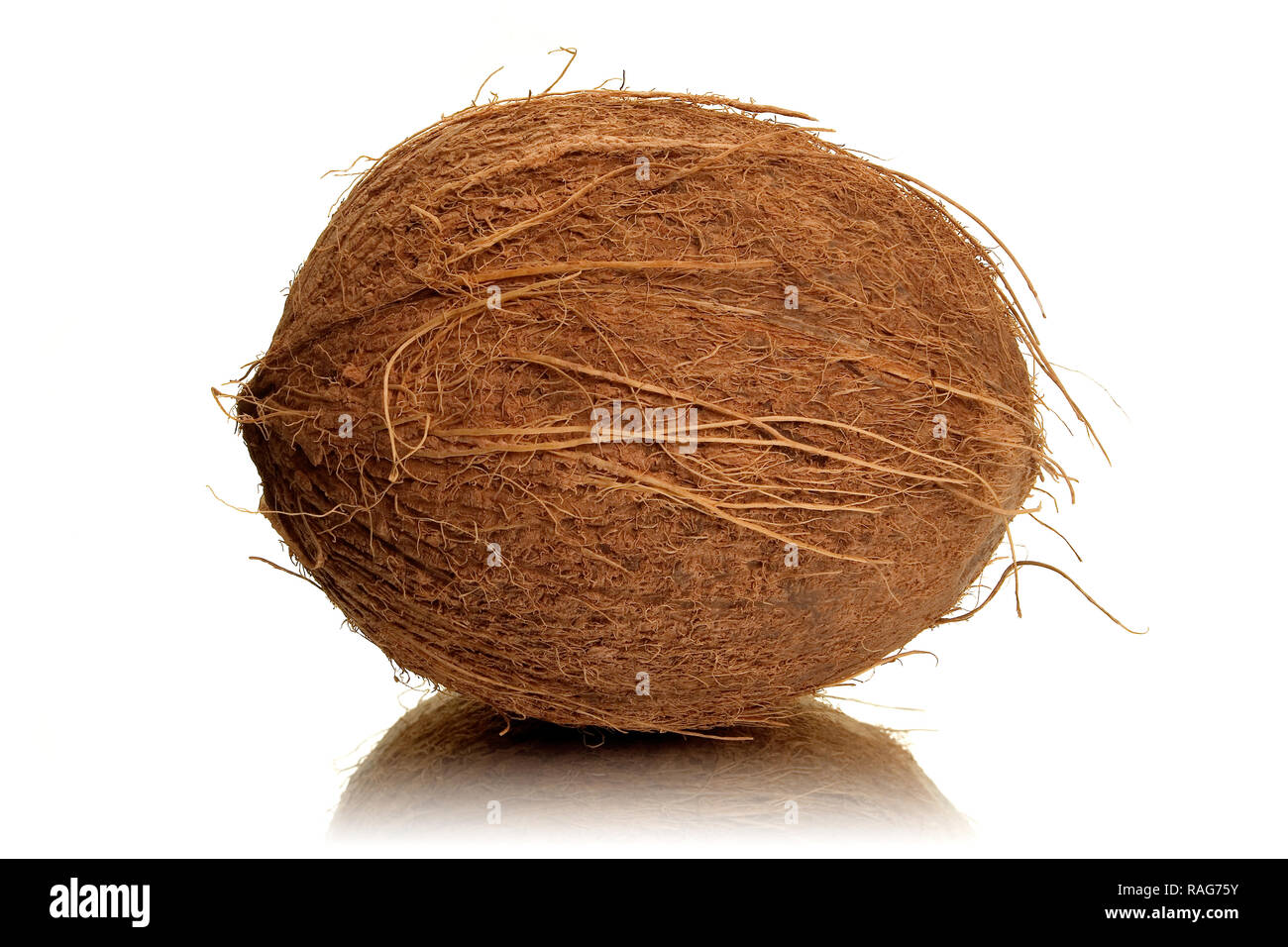 Single whole coconut isolated on white background. Studio shot Stock ...