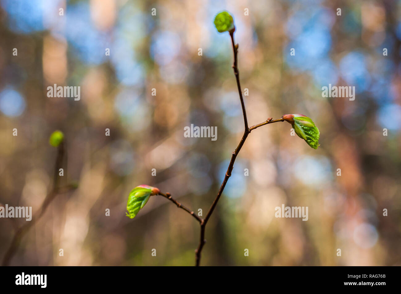 Young hazel tree branch sprout with new growing leaves in spring forest ...
