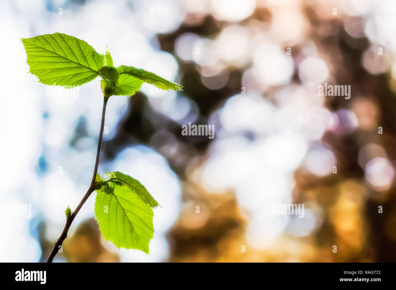 Young hazel tree branch sprout with new growing leaves in spring forest ...