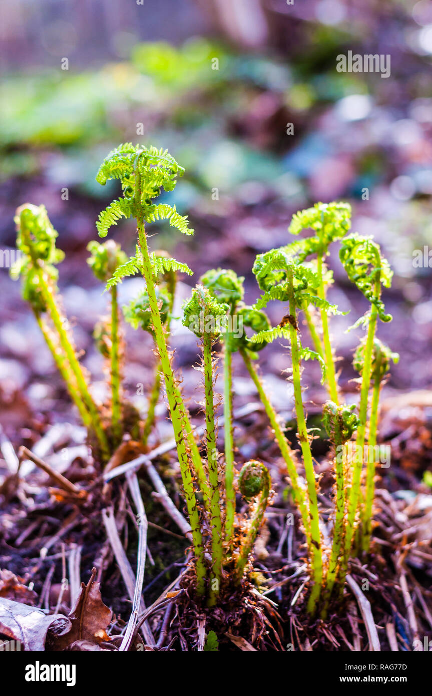 Young opening Fern Fronds growing in the forest. Ferns are a very ...