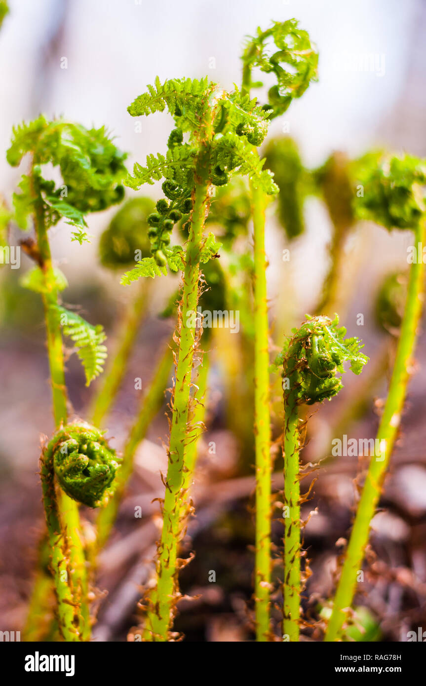Young opening Fern Fronds growing in the forest. Ferns are a very ...