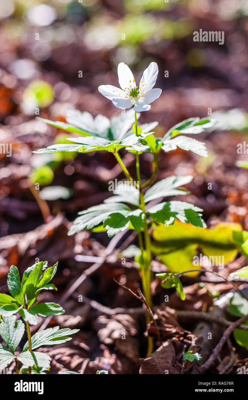 Growing blooming Anemone Nemorosa white flower in early spring forest ...