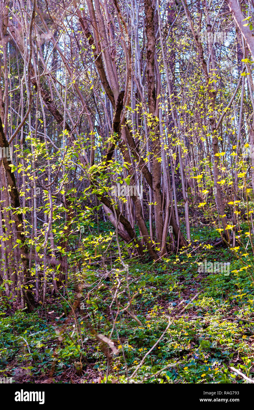 Bunch of Hazel tree shrubs growing in the spring forest Stock Photo - Alamy